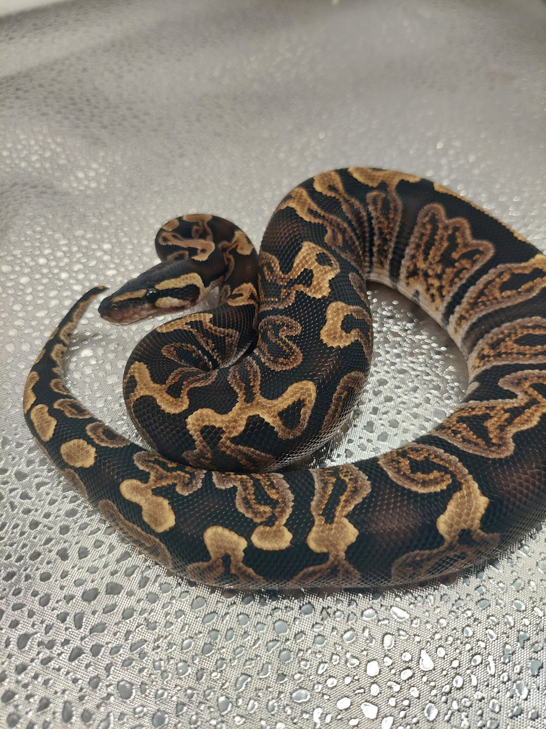 GHI Ball Python by Neptune's Pythons - MorphMarket