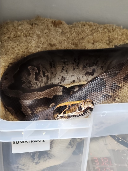 Nominal Sumatran Short-Tailed Python by Neptune's Pythons