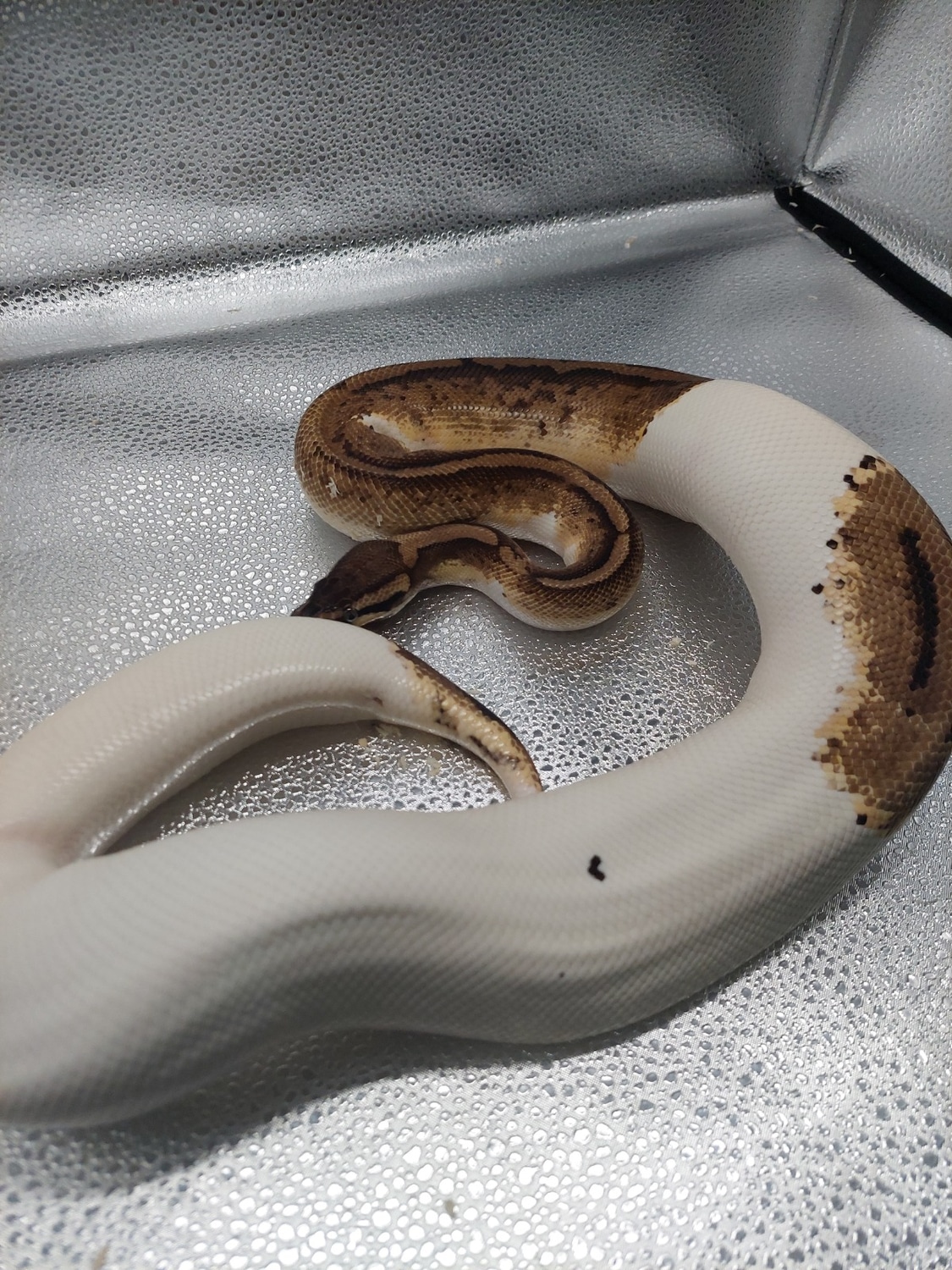 Piebald Pastel Genex Ball Python by Neptune's Pythons - MorphMarket