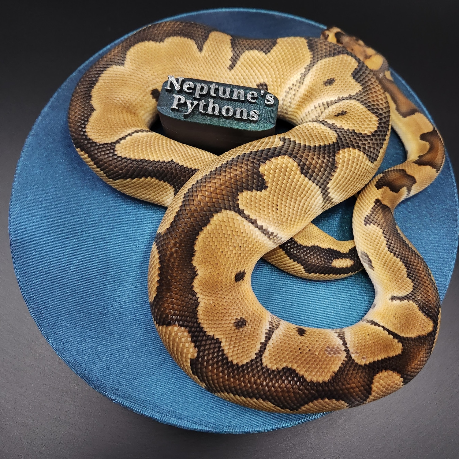 Clown Blade Ball Python by Neptune's Pythons - MorphMarket