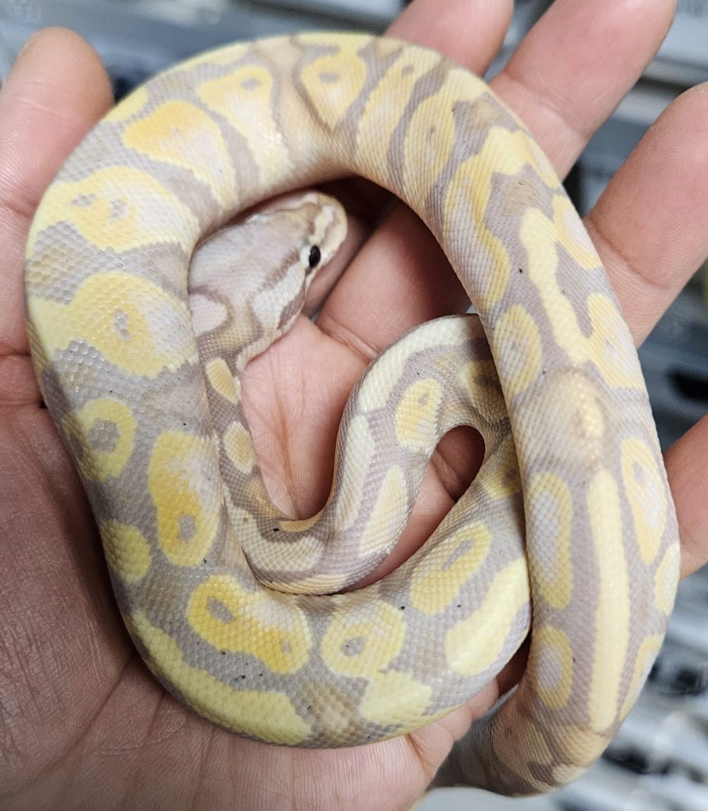 Banana Super Pastel Leopard Het Clown Ball Python by Neptune's Pythons ...
