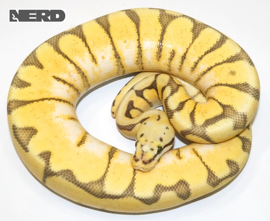 Killerbee Enchi Orange Dream Ball Python by New England Reptile ...