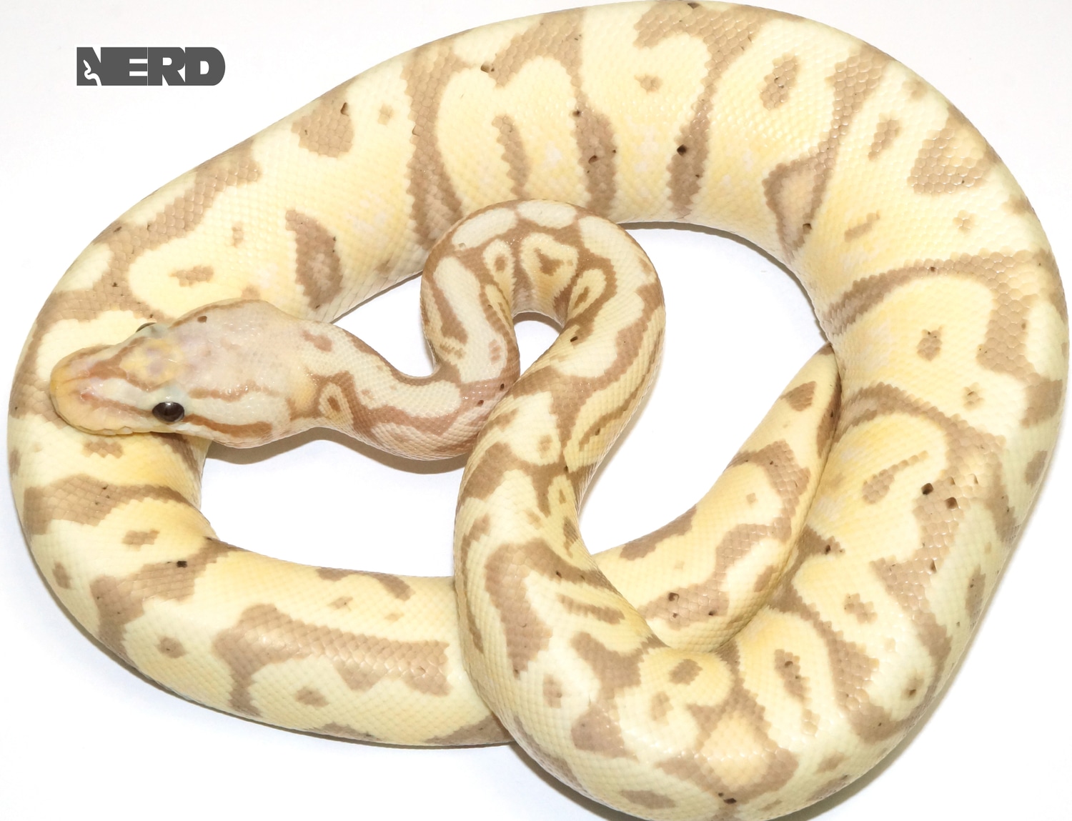 Super Pastel Coral Glow Hidden Gene Woma Ball Python by New England ...