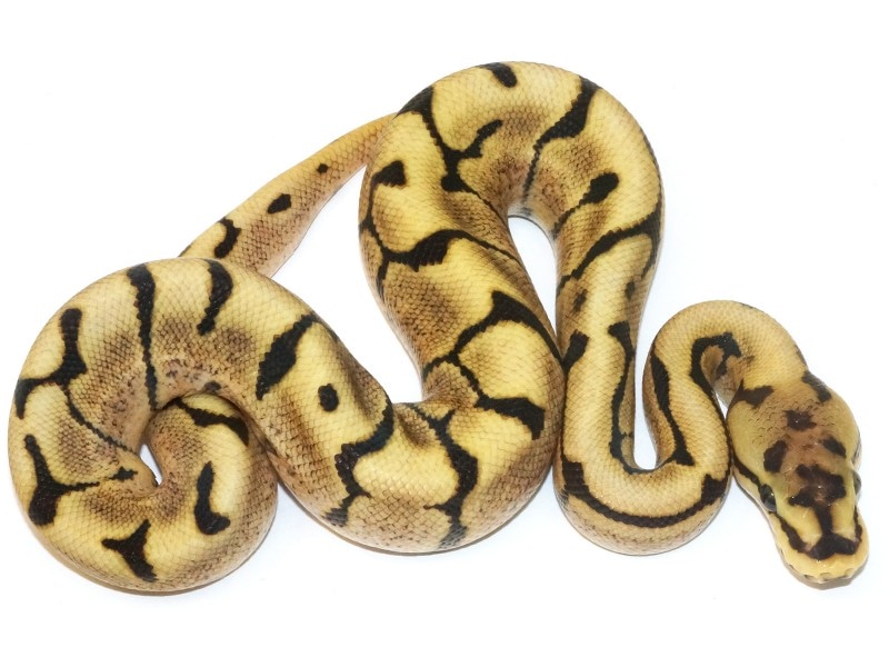 Spider Lucifer Ball Python by New England Reptile Distributors ...