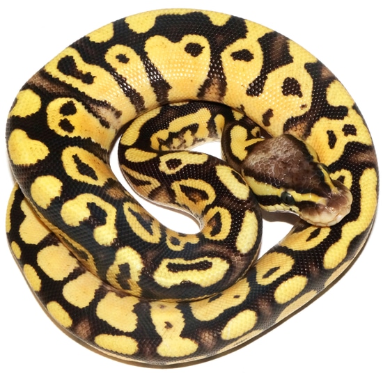 Pastel Lucifer Ball Python by New England Reptile Distributors