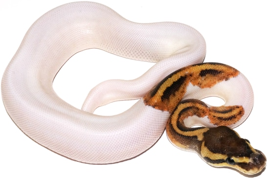 Lucifer Pied Ball Python By New England Reptile Distributors 