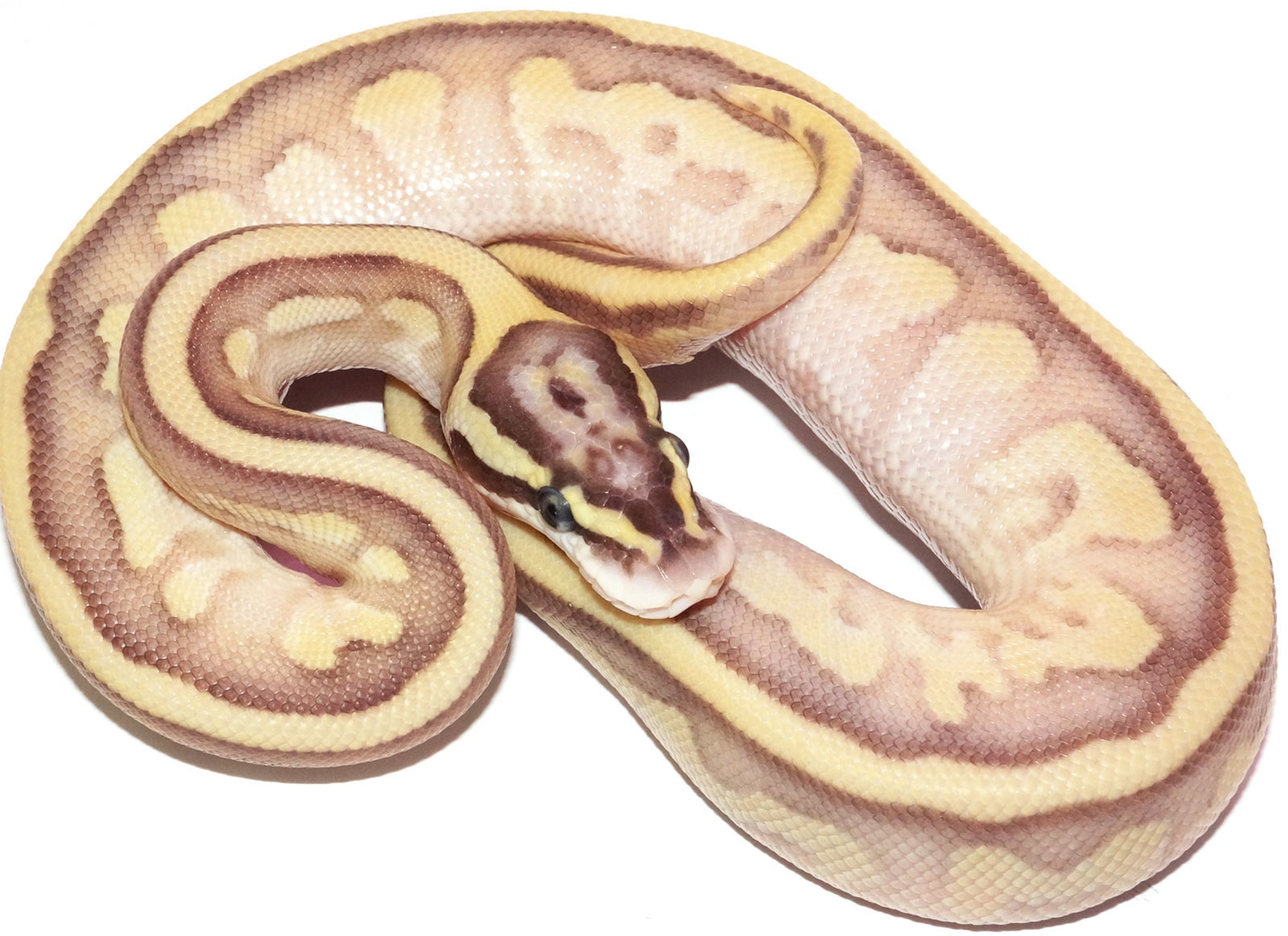 Super Pastel Lesser Lucifer Yellow Belly Possible Het Pied Ball Python ...