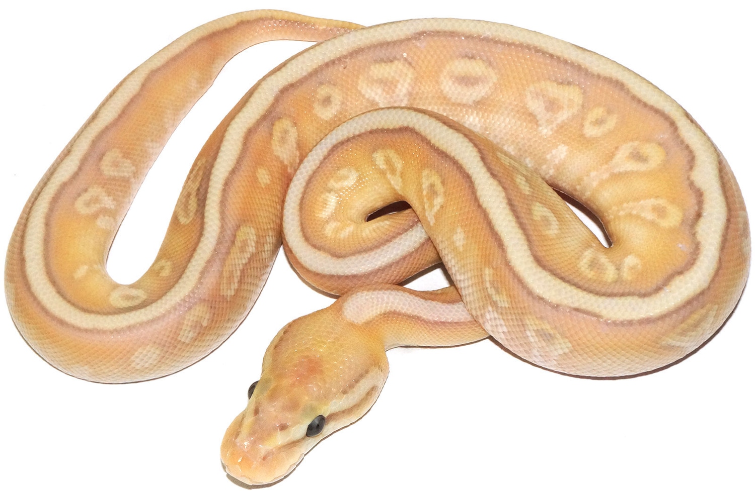 Coral Glow Soul Sucker Ball Python by New England Reptile Distributors ...