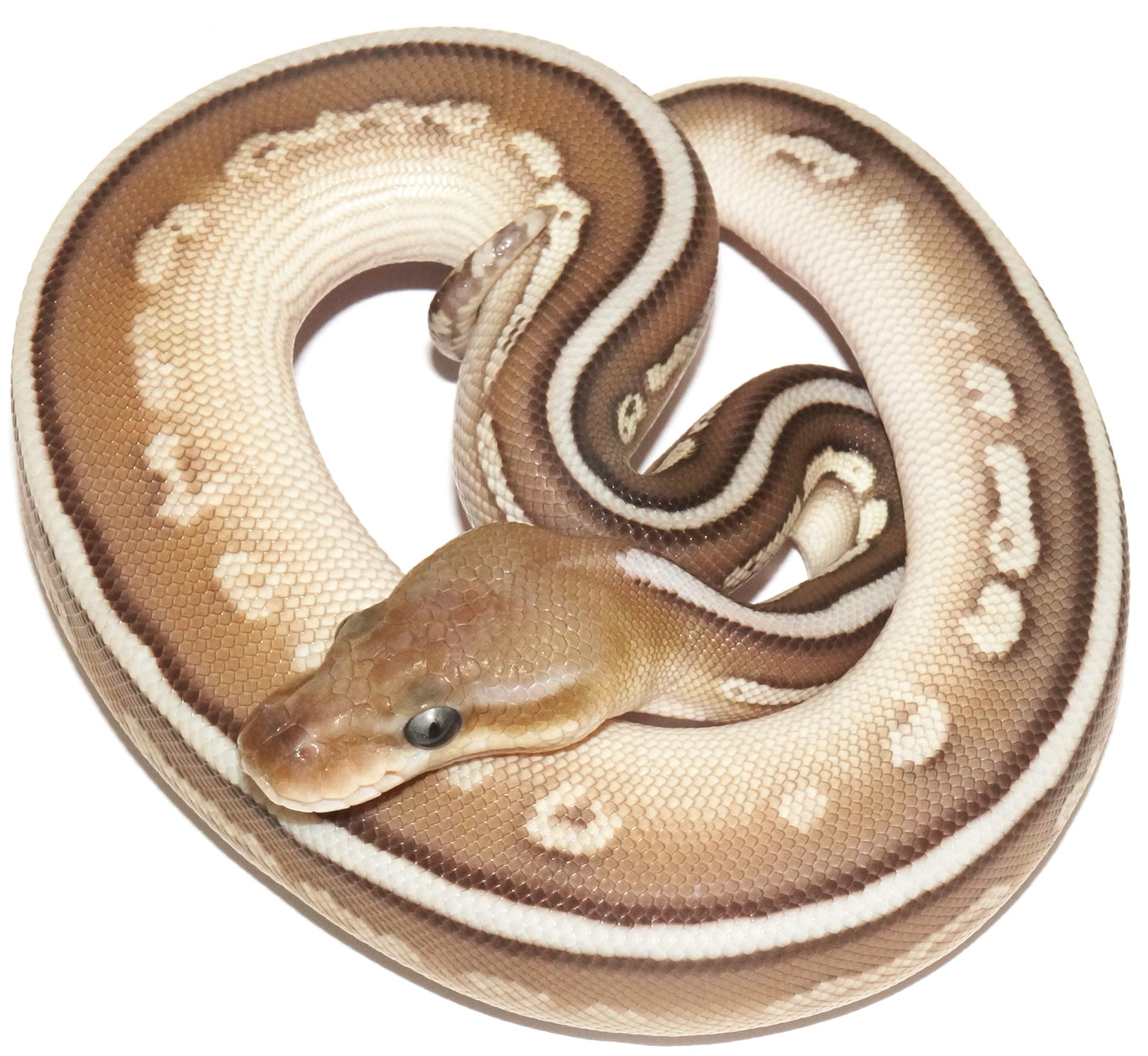 Cinnamon Soul Sucker Ball Python by New England Reptile Distributors ...