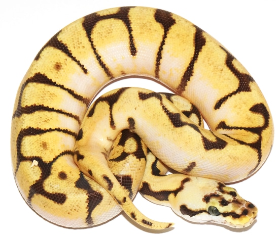 Bumble Bee Enchi Yellow Belly Ball Python by NERD