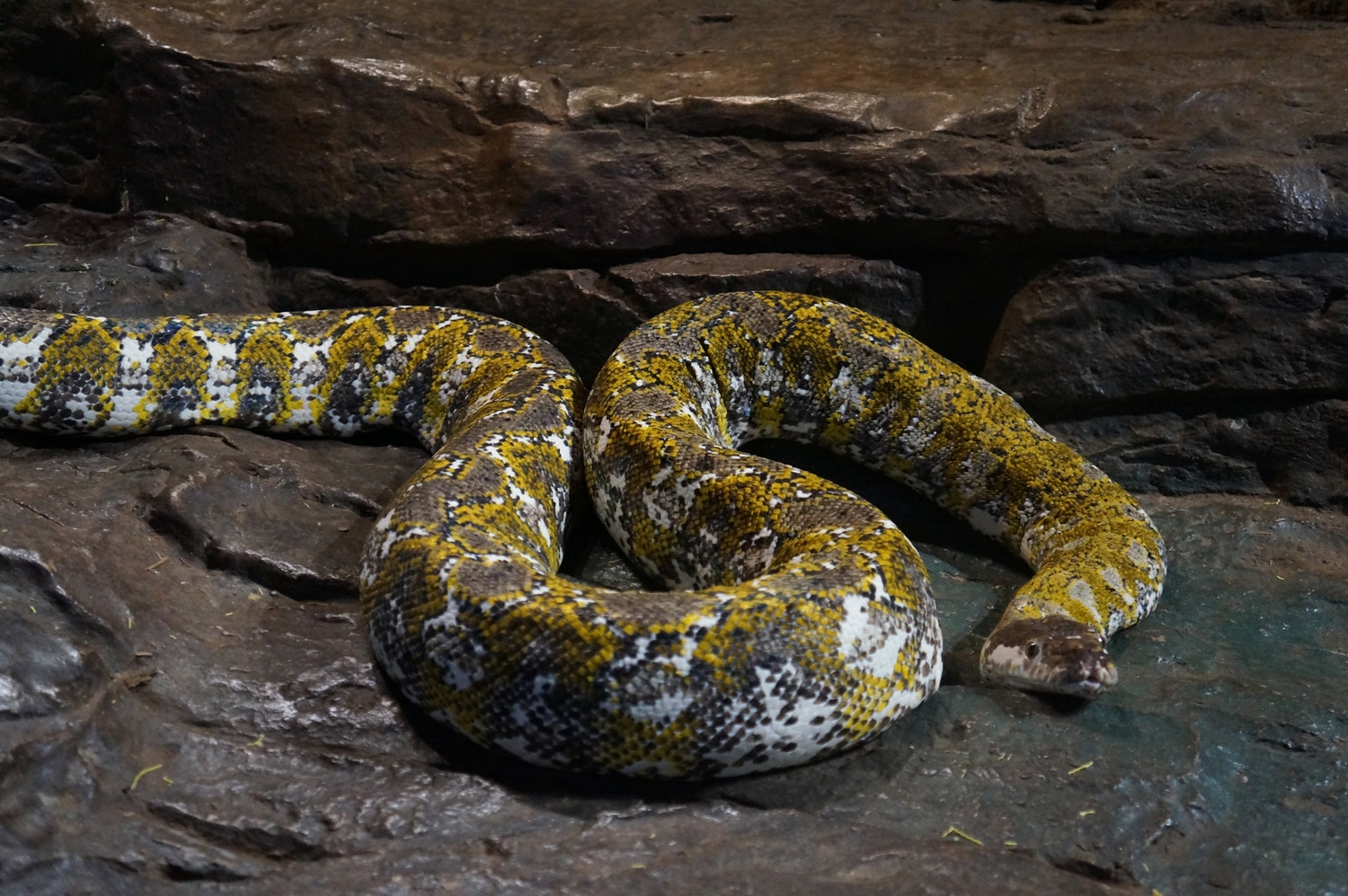 Poison Ivy Calico Reticulated Python By New England Reptile Distributors Morphmarket 