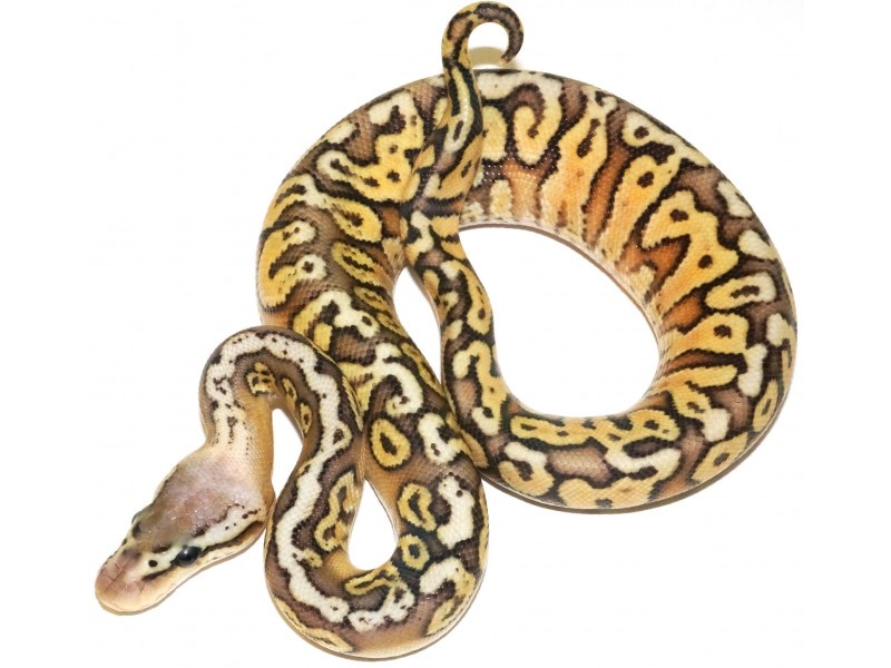 Super Inferno Ball Python by New England Reptile Distributors - MorphMarket