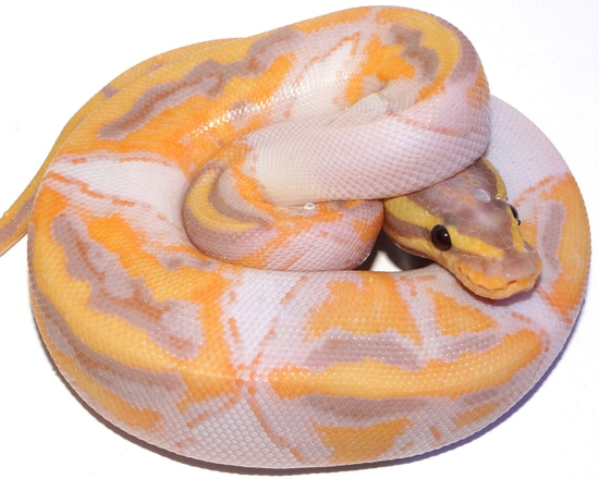 Coral Glow Pastel Pied Ball Python by NERD