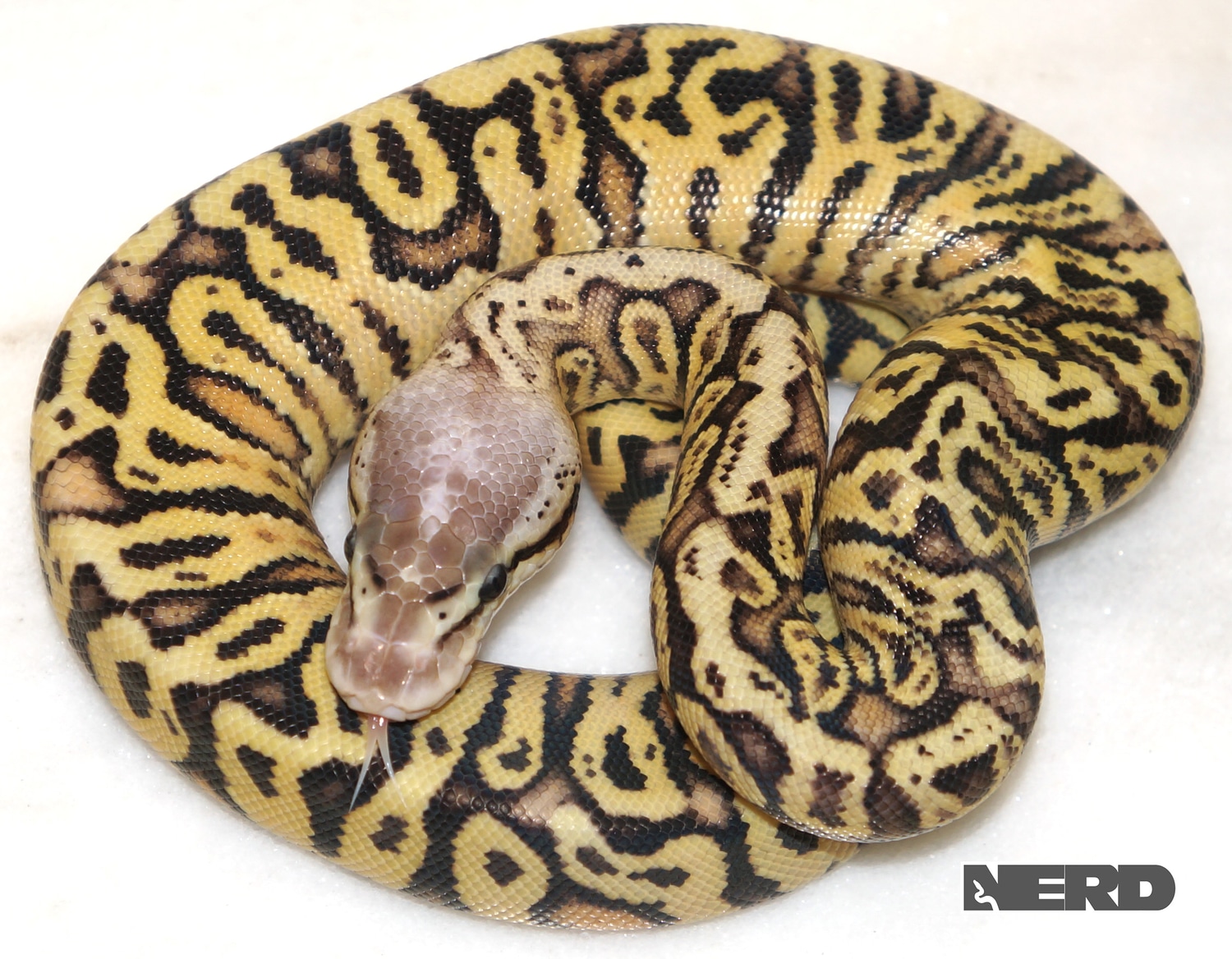 Vanilla Inferno Fader Ball Python by New England Reptile Distributors ...