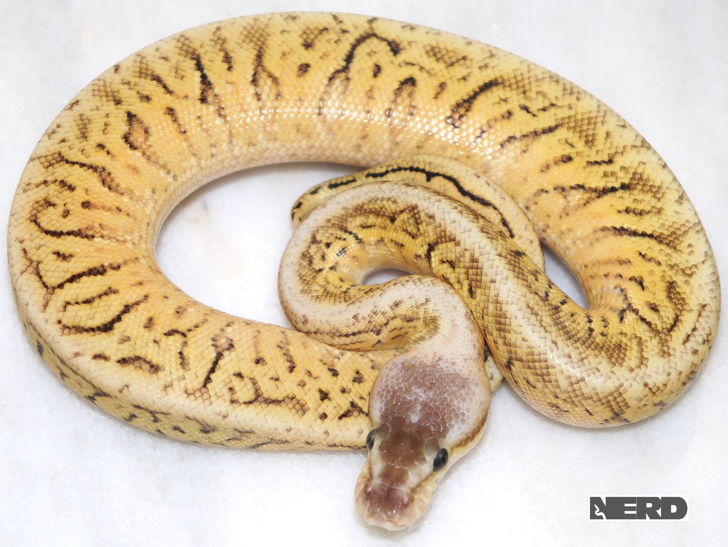 Pinstripe Inferno Ball Python by New England Reptile Distributors ...