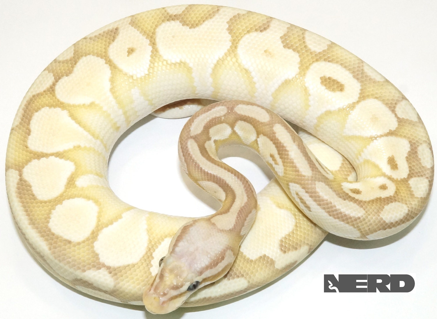 Pastel Lesser Coral Glow Het Axanthic Ball Python by New England ...