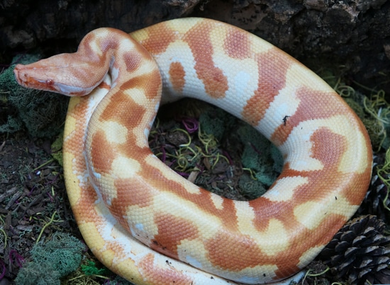 T- Albino Blood Python by New England Reptile Distributors