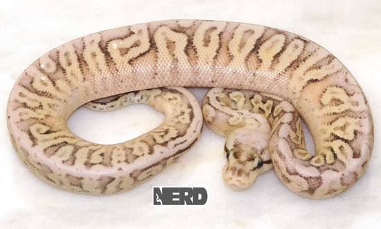 Lucifer Super Inferno Fader Ball Python by NERD