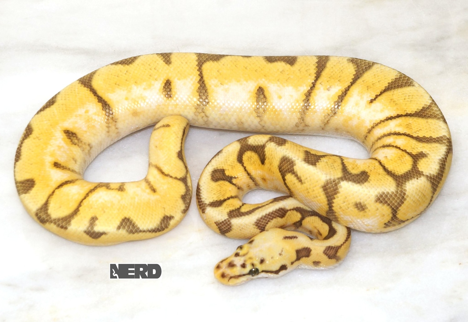Killerbee Fire Enchi Possible Het Pied Ball Python by New England ...
