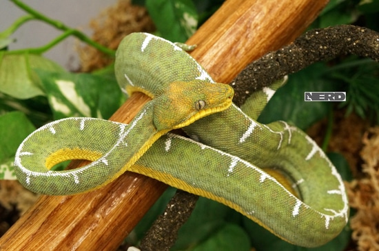 Emerald Basin Northern Emerald Tree Boa by NERD