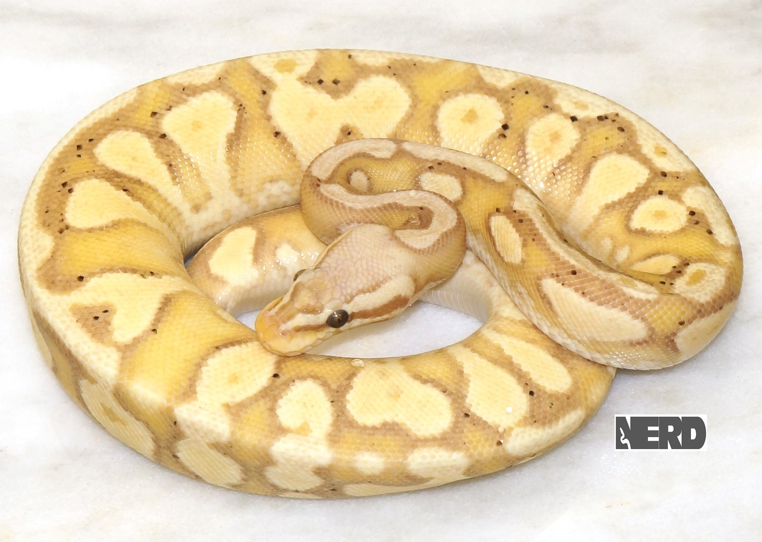 Coral Glow Pastel Yellowbelly Enchi Ball Python by New England Reptile ...