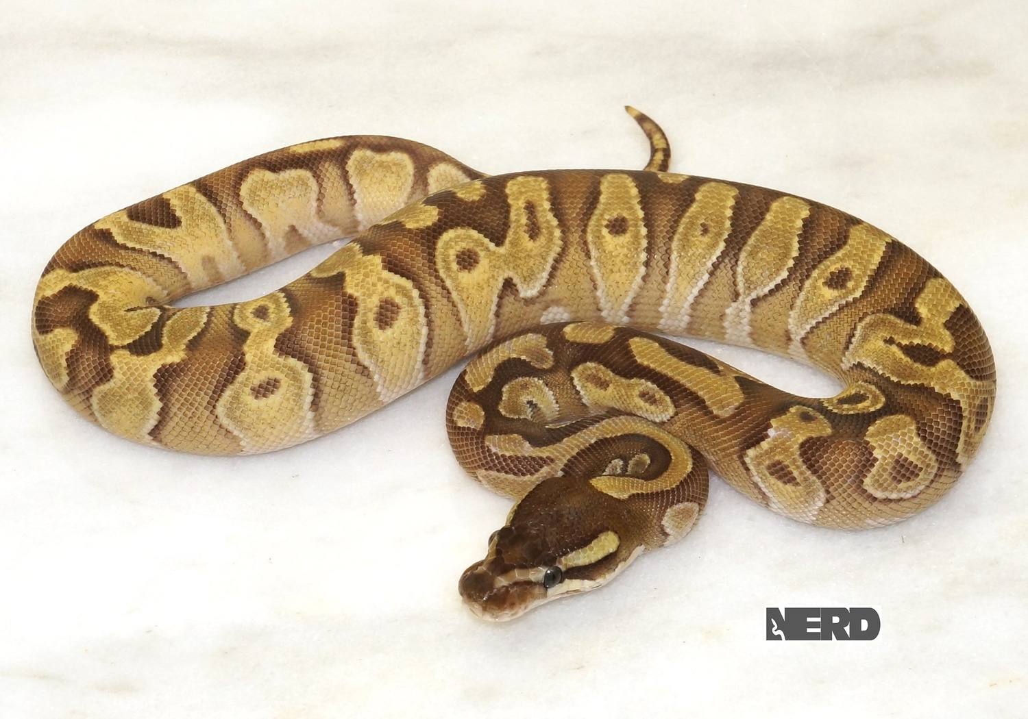 Mojave Enchi Odium Ball Python by New England Reptile Distributors - MorphMarket