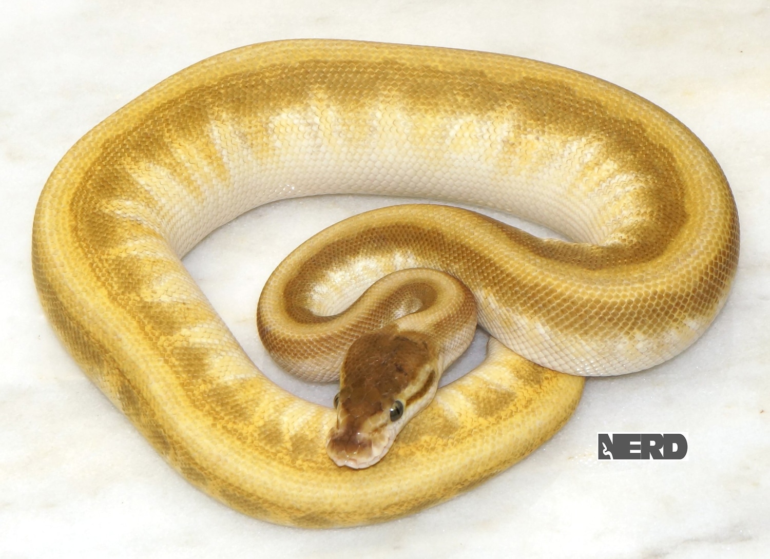 Pinstripe Beast Ball Python by New England Reptile Distributors ...