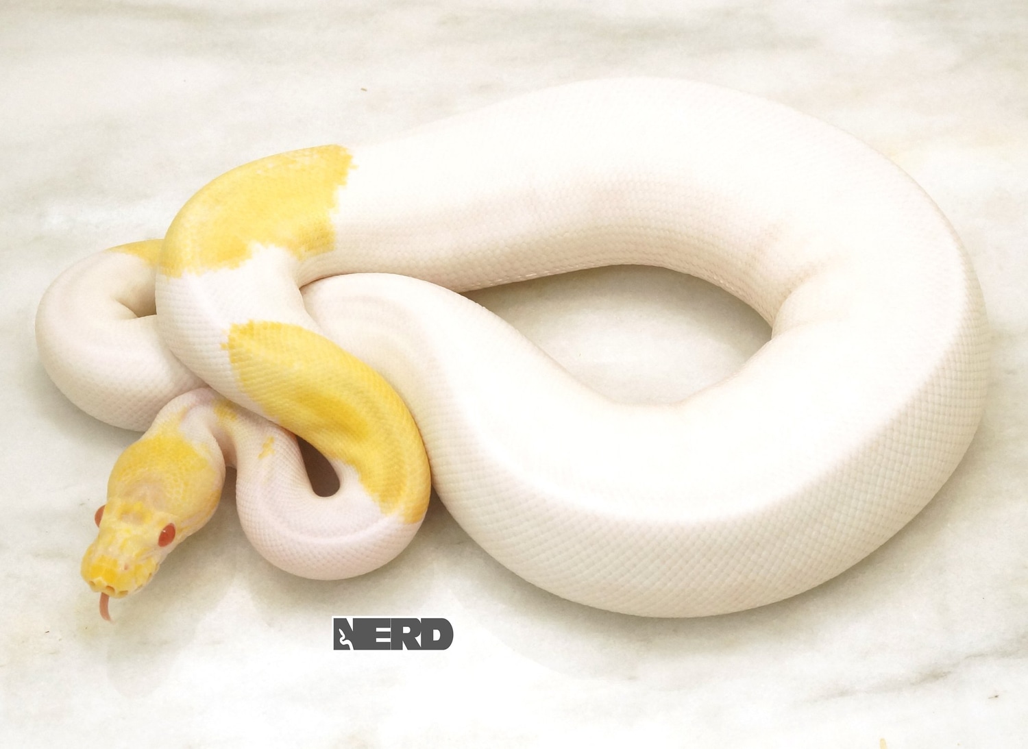 Albino Pied Ball Python by New England Reptile Distributors - MorphMarket