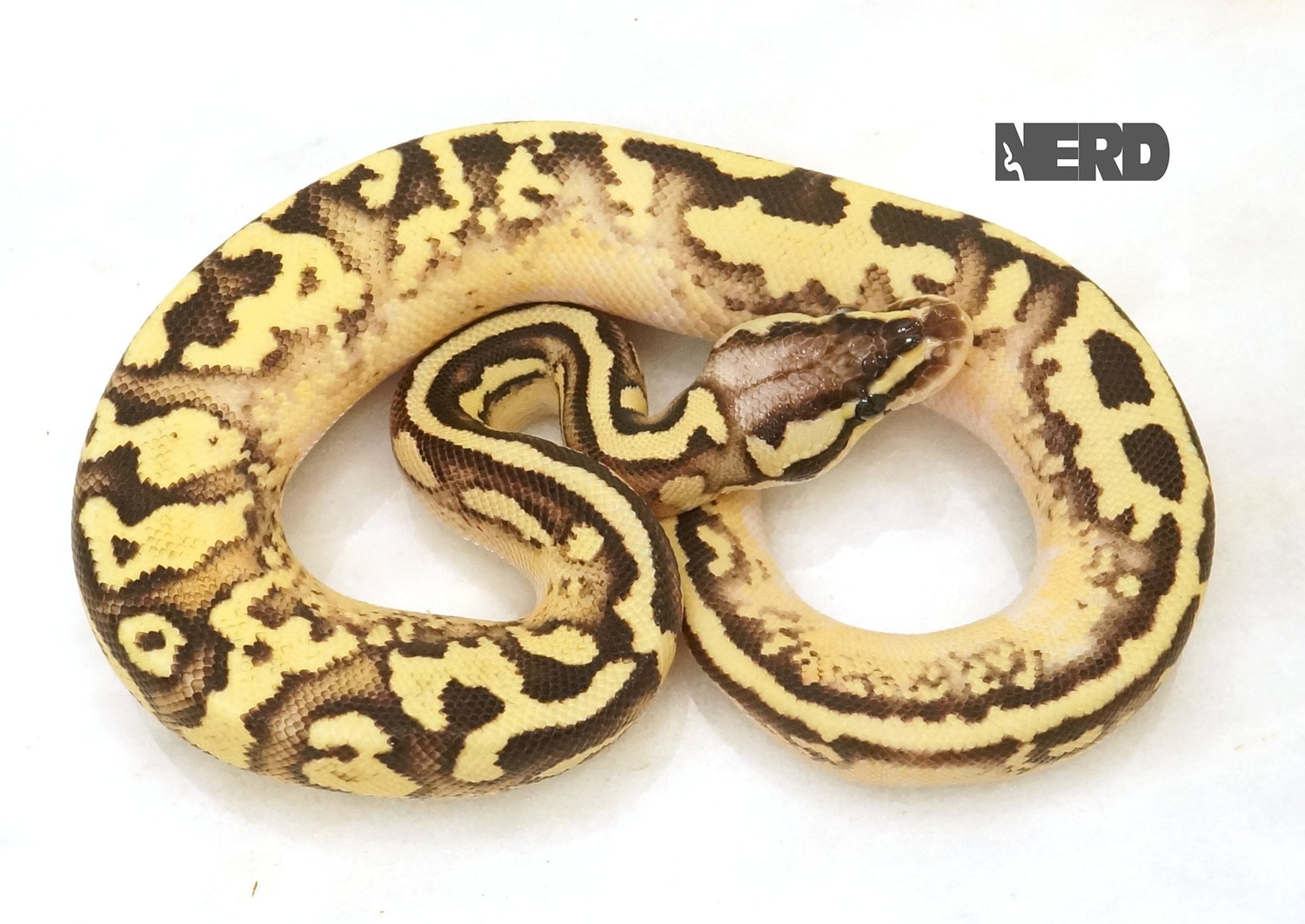 Pastel Mephisto Ball Python by New England Reptile Distributors ...