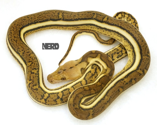 Tiger Anthrax Het Albino Reticulated Python by New England Reptile ...