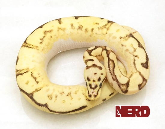 Bumblebee Super Enchi Fire Orange Dream Ball Python by NERD