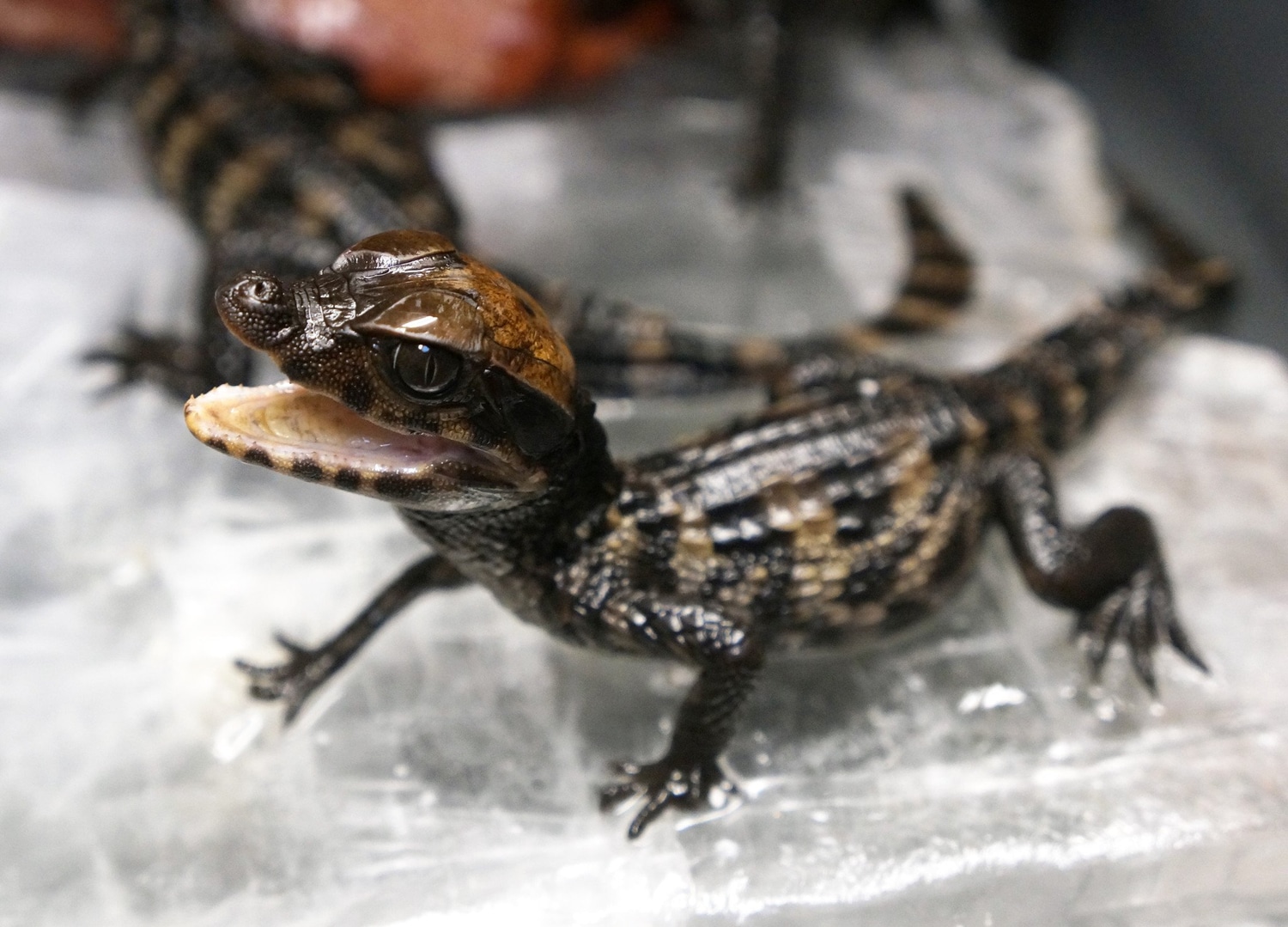 2017 Cuvier's Dwarf Caiman by New England Reptile Distributors ...