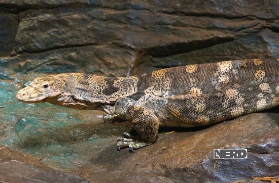 Adult 5ft Sulfur Water Monitor by NERD