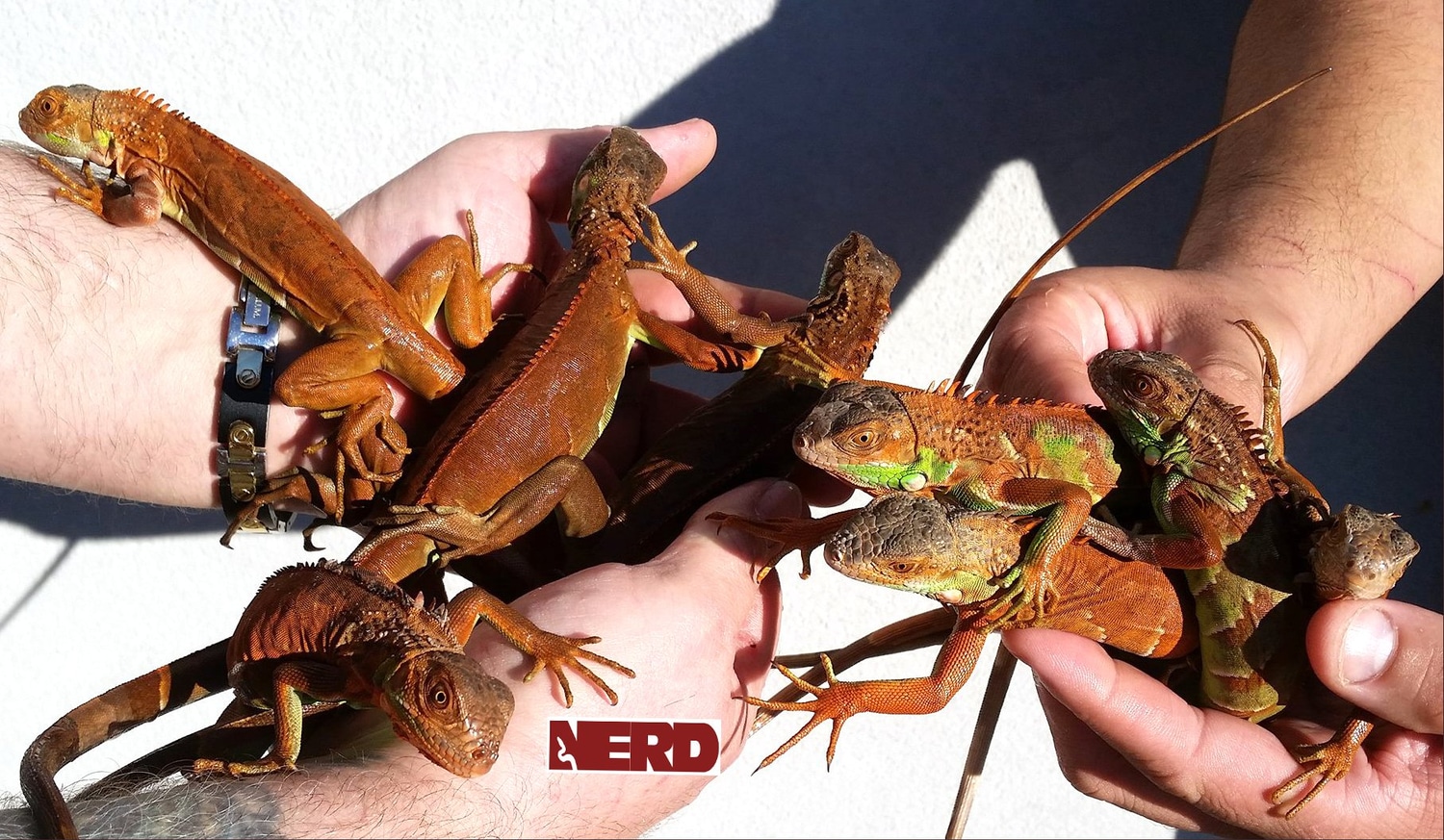 Juvenile Red Other Iguana by New England Reptile Distributors - MorphMarket