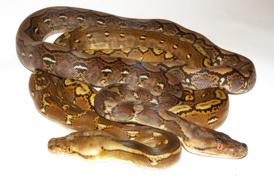 Cow Maker Package - Phantom And Het Orange Ghost Stripe Reticulated ...