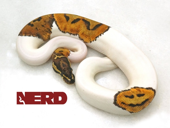 "Jack" O-Lantern Piebald Ball Python by NERD