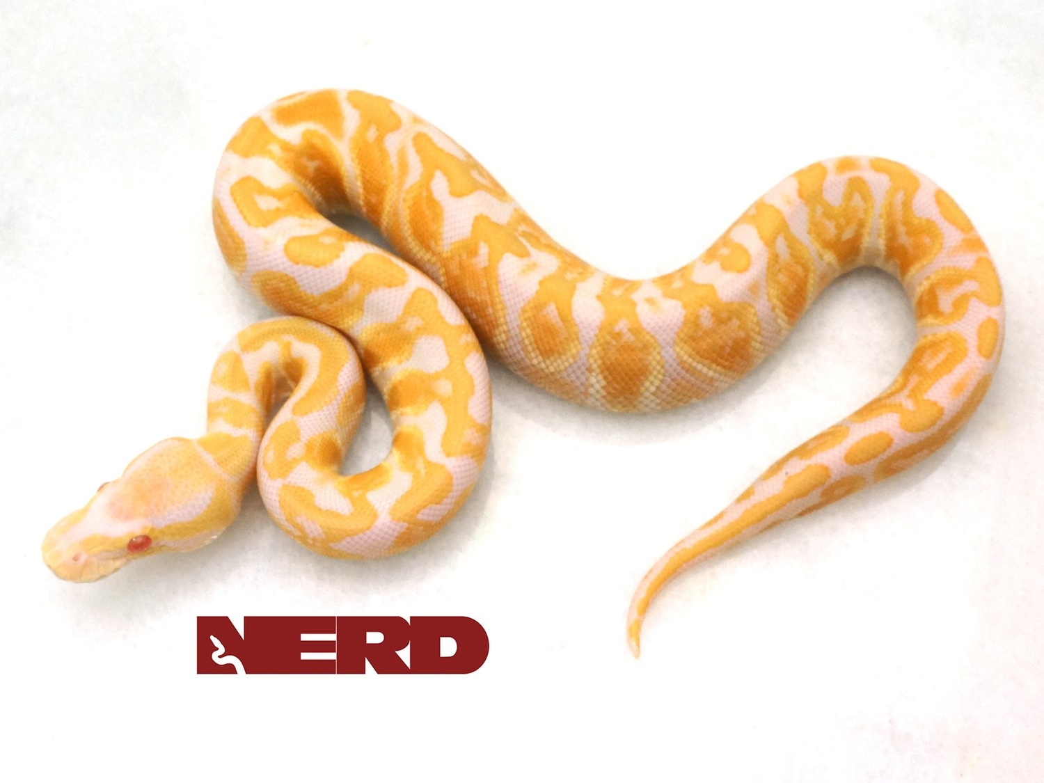 Toffino GHI Ball Python by New England Reptile Distributors - MorphMarket