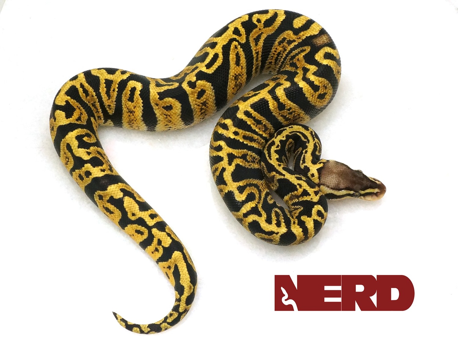 Lemonback Pastel GHI Ball Python by New England Reptile Distributors ...