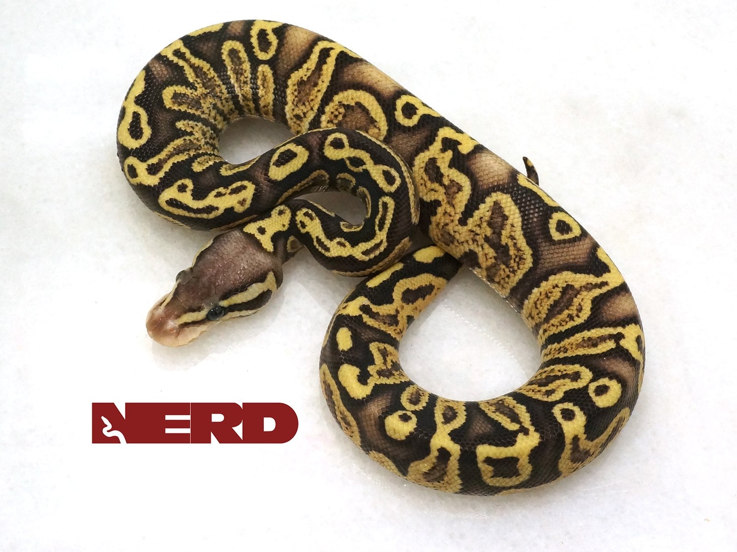 Super Pastel Fader GHI Ball Python by New England Reptile Distributors ...