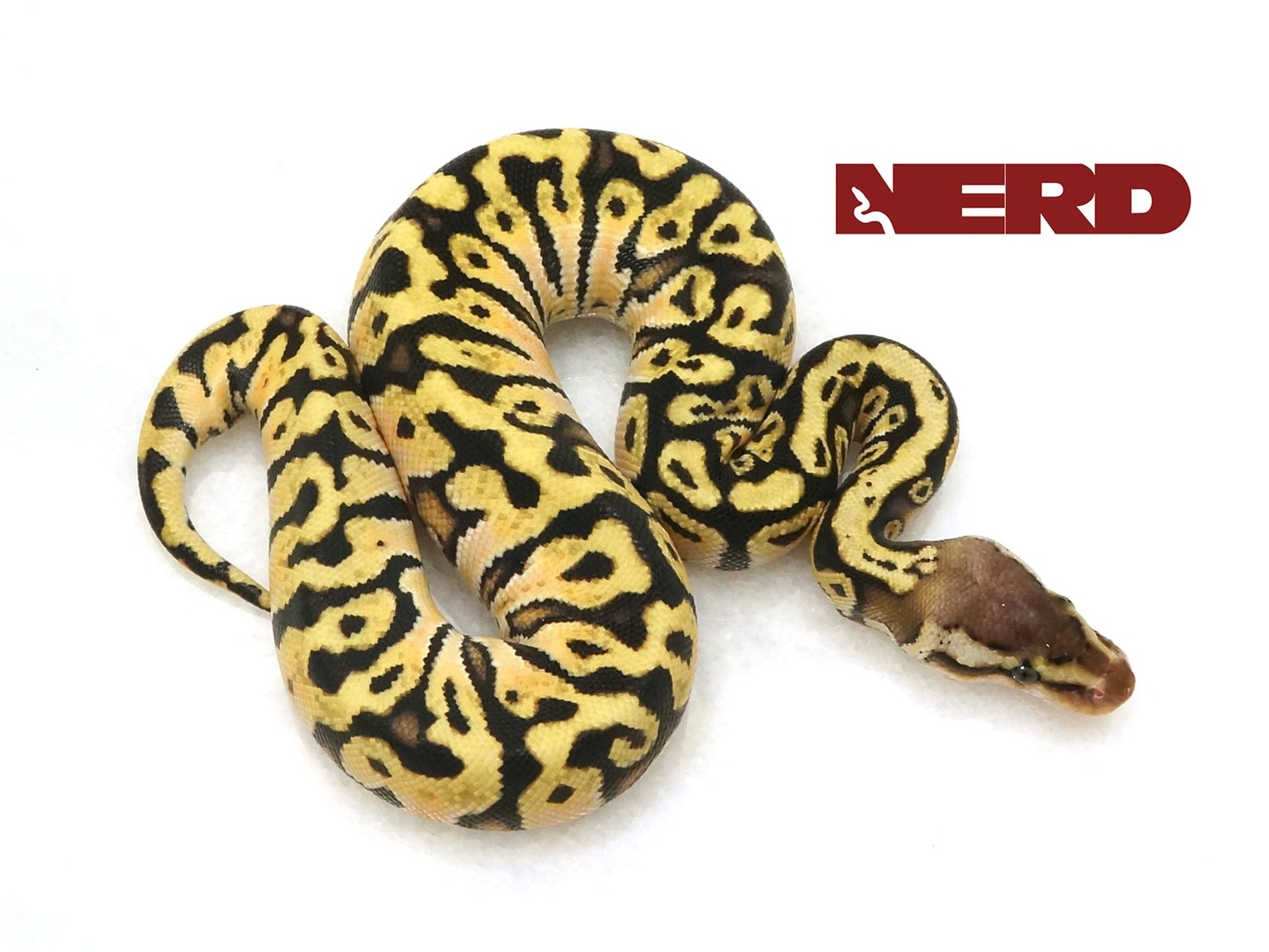 Pastel Hidden Gene Woma Lucifer Ball Python by New England Reptile ...