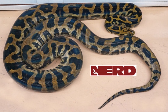 Adult Bateater (Burmese X Reticulated Hybrid) Reticulated Python by NERD