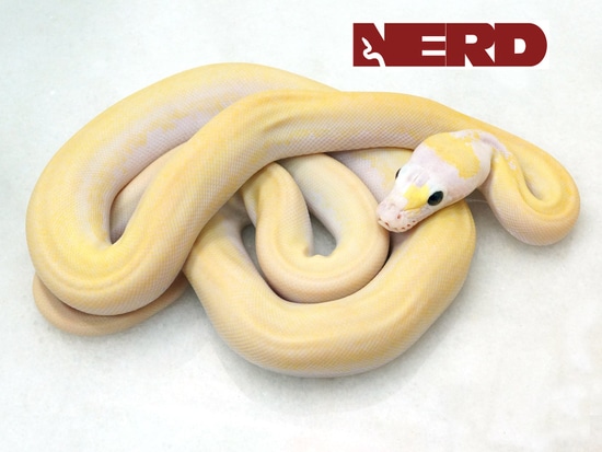 Ivory Plus Reticulated Python by NERD