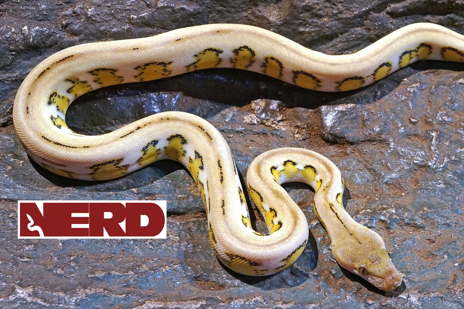 Jaguar Platinum Tiger Reticulated Python by New England Reptile ...