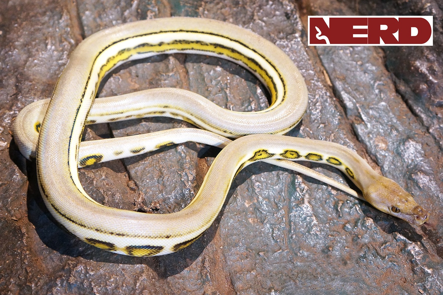 Jaguar Super Tiger Reticulated Python by New England Reptile ...