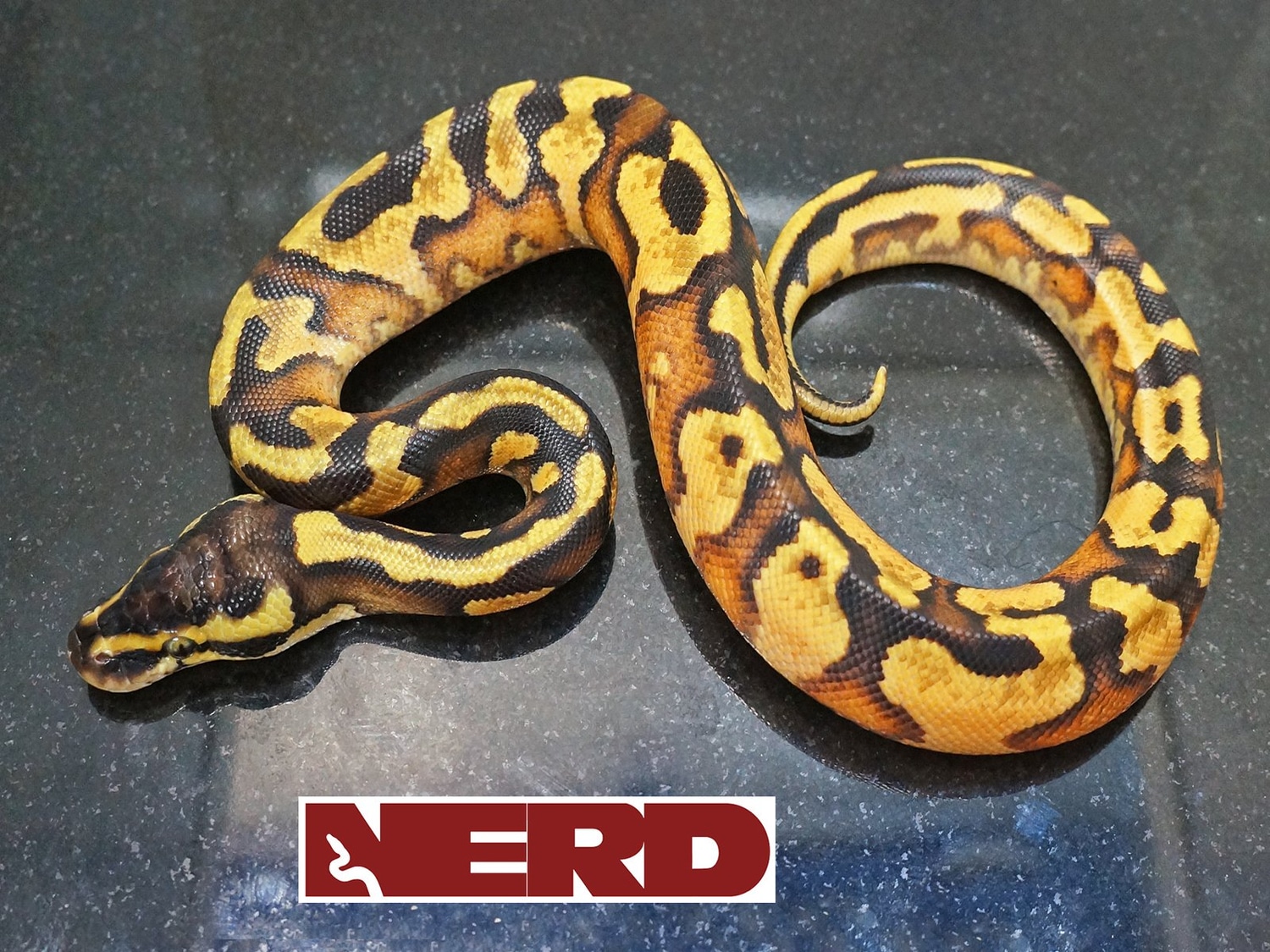 Pastel Enchi Bling Yellowbelly Ball Python by New England Reptile ...