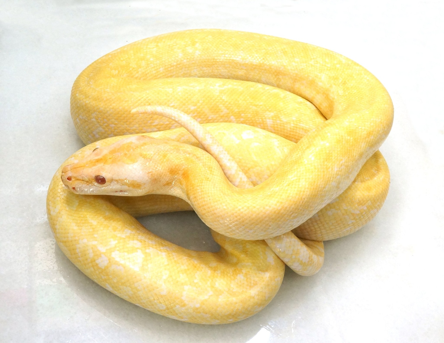 Granite Pearl Burmese Python by New England Reptile Distributors ...