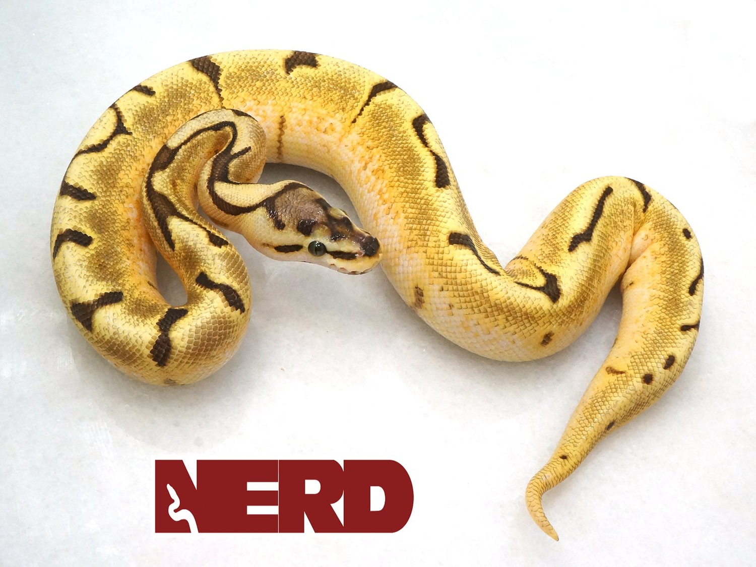 Super Enchi Spider Ball Python by New England Reptile Distributors ...