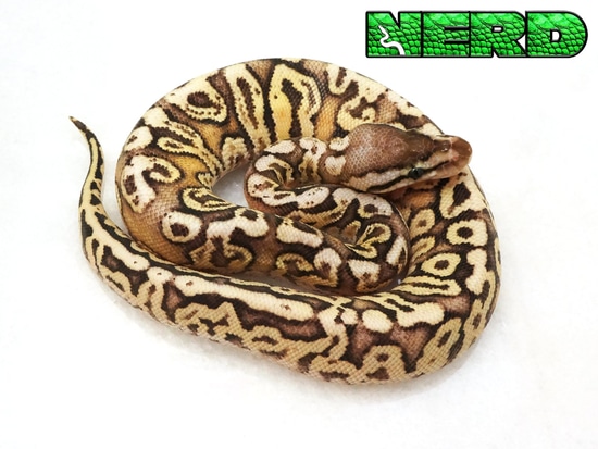 Fire Inferno Ball Python by NERD