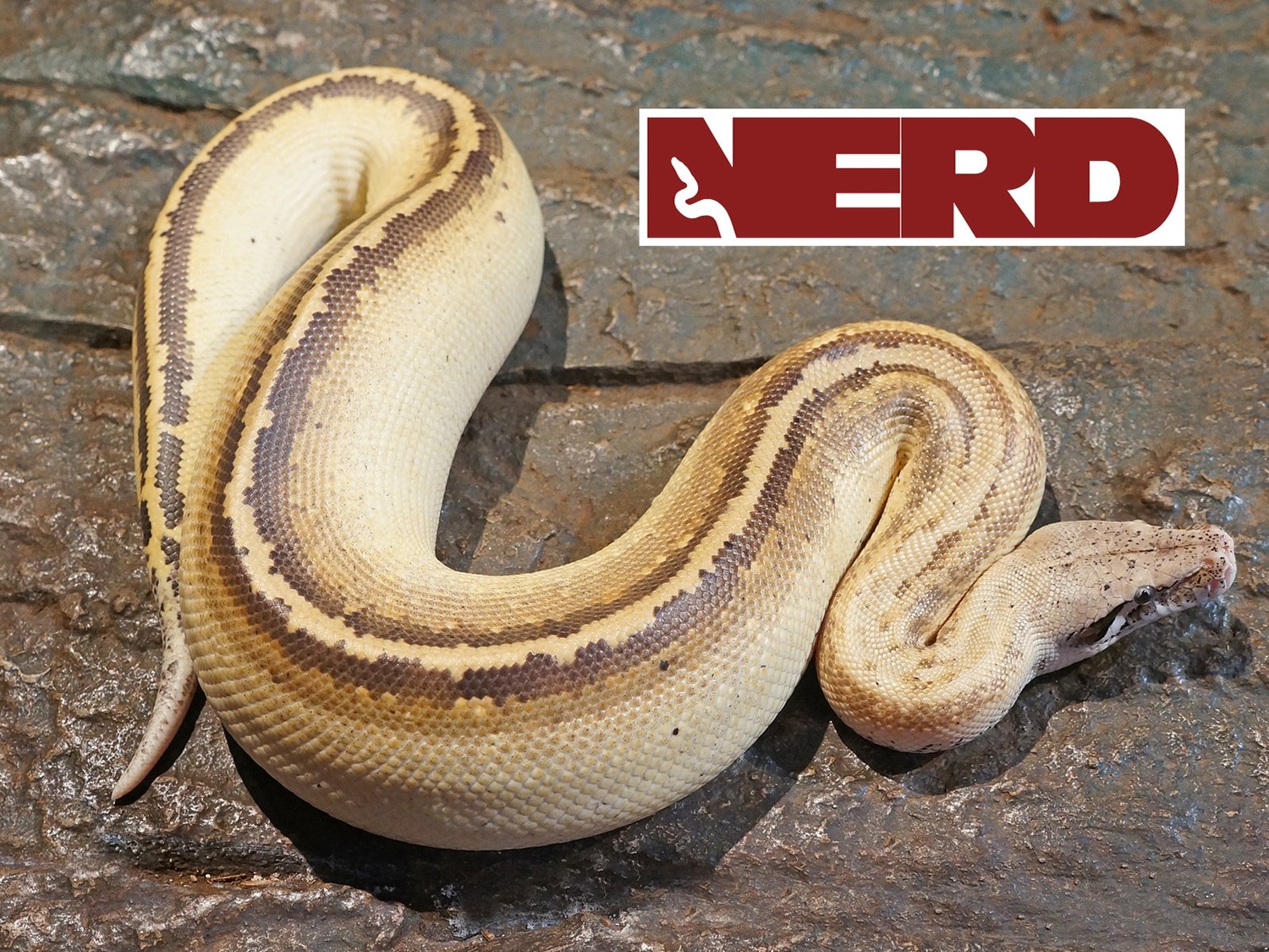 Early 2018 Ivory Blood Python by New England Reptile Distributors ...