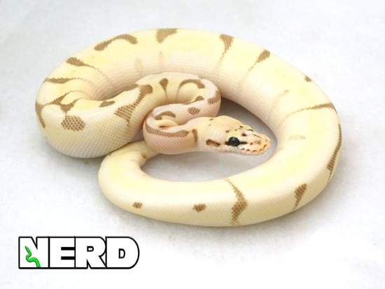 Killer Bee (Possible Super) Enchi Het Russo Poss Het Clown Ball Python ...